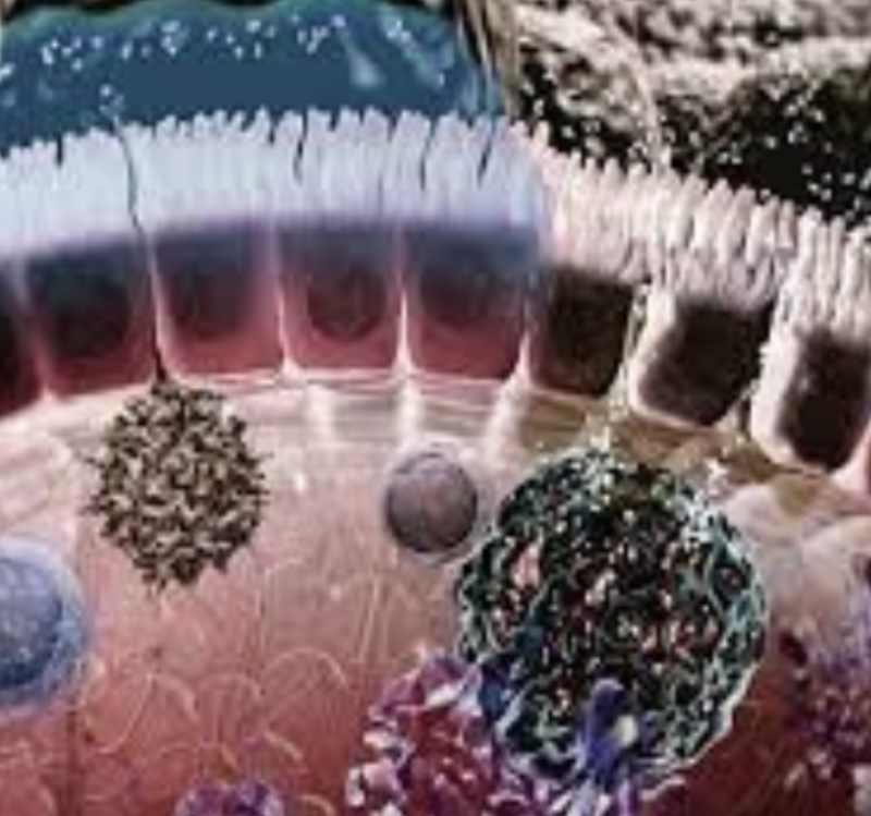 PERMEABILIDAD INTESTINAL – Doctora Camino Diaz