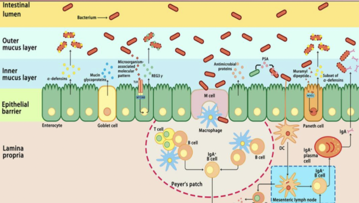 PERMEABILIDAD INTESTINAL – Doctora Camino Diaz